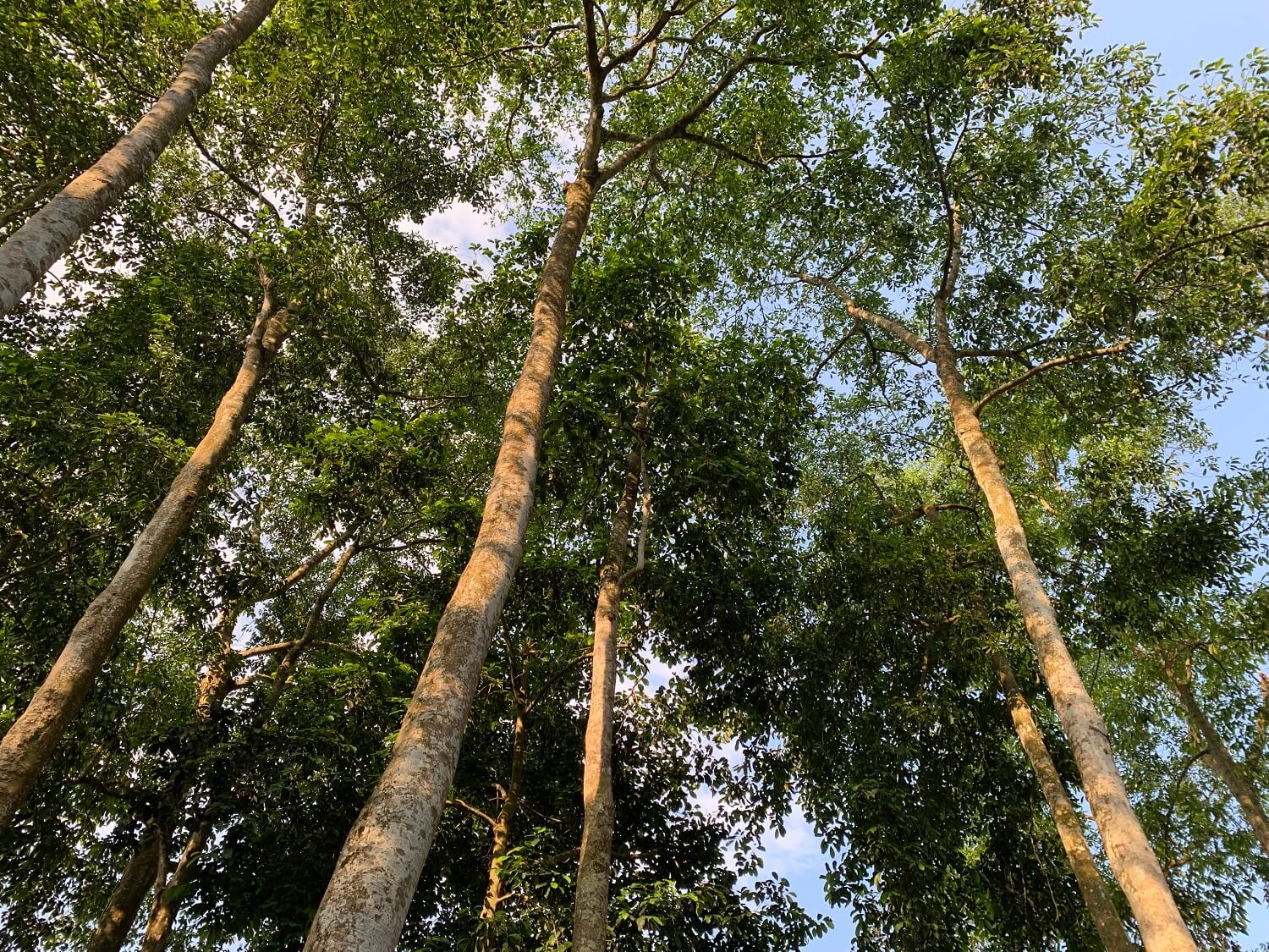 Doi seeds (le Talauma) - Doispice – Just natural