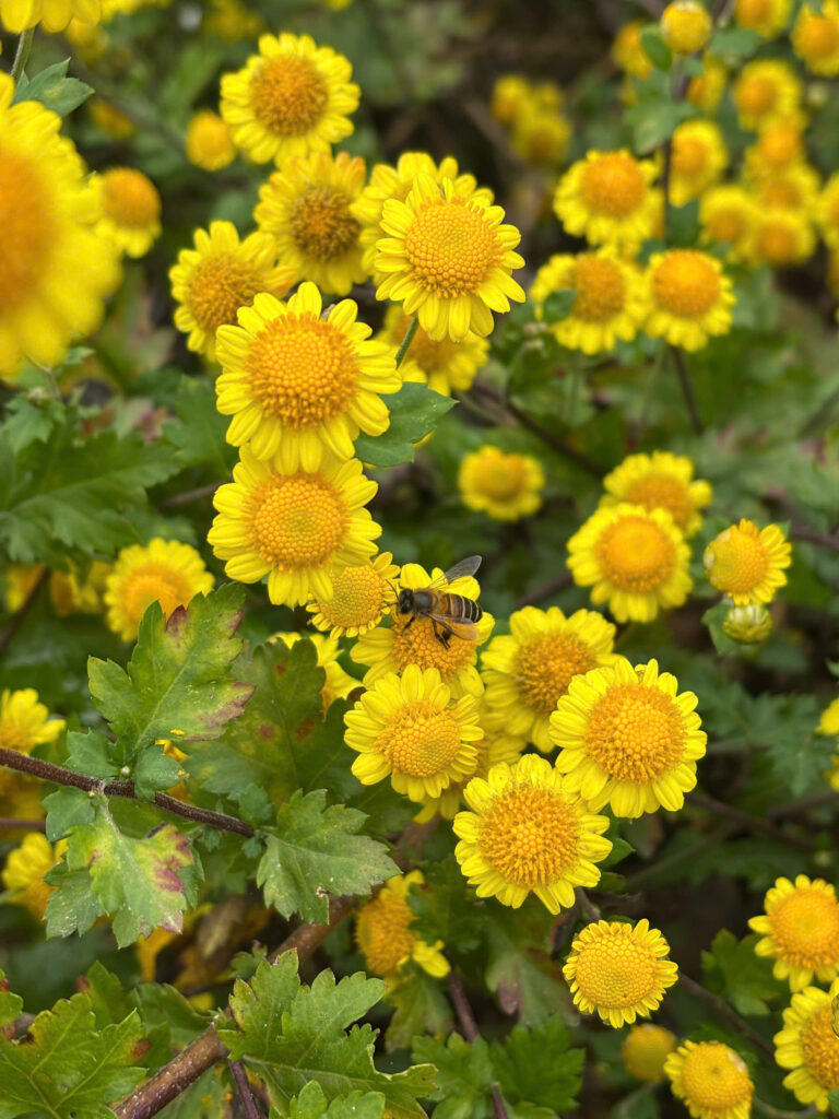 Chrysanthemum tea - Doispice – Just natural